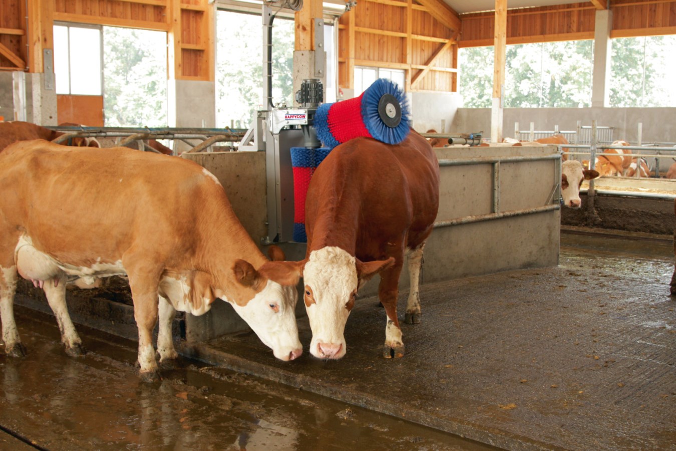 Cow Cleaning Machine HAPPY ... - Albert Kerbl GmbH