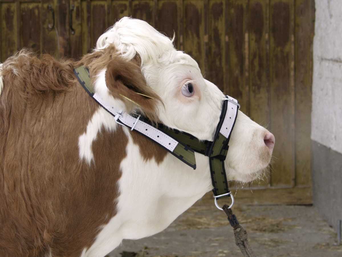 Halter,Agricultural Suppli ... - Albert Kerbl GmbH