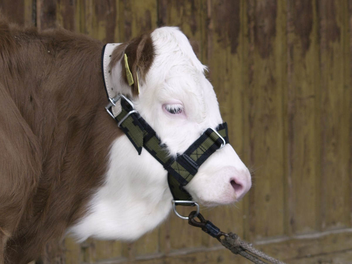 Halter,Agricultural Suppli ... - Albert Kerbl GmbH