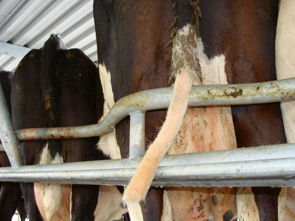 Cow Tail Trimmer TailWell, ... - Albert Kerbl GmbH