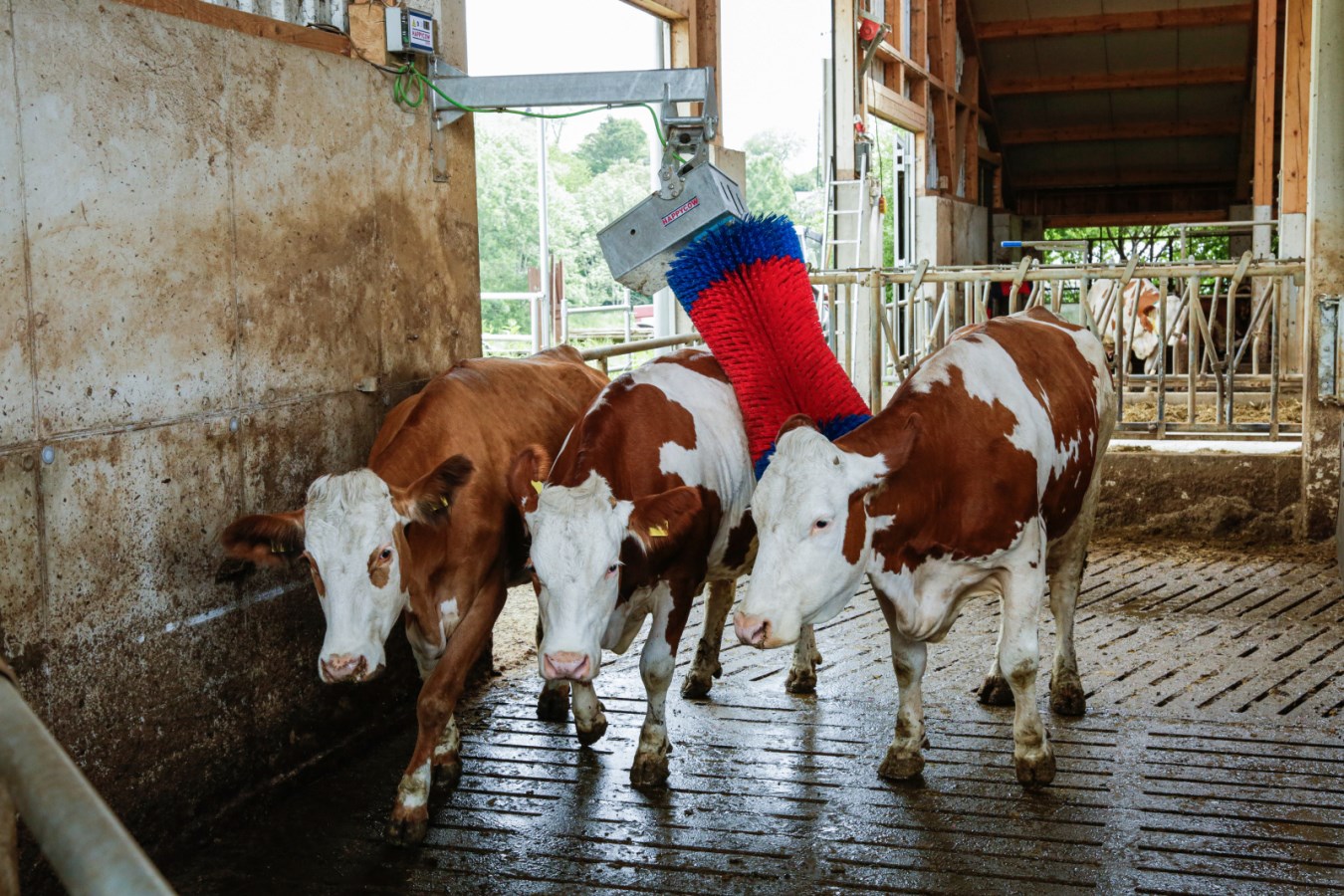 Cow Cleaning Machine HAPPY ... - Albert Kerbl GmbH