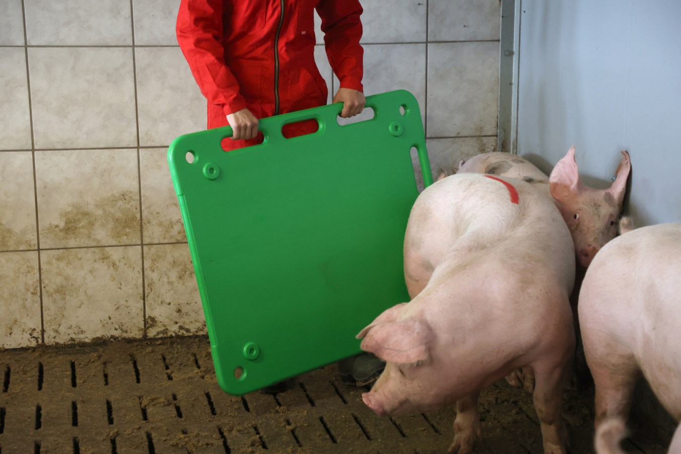Pig Herding Board,Agricult ... - Albert Kerbl GmbH