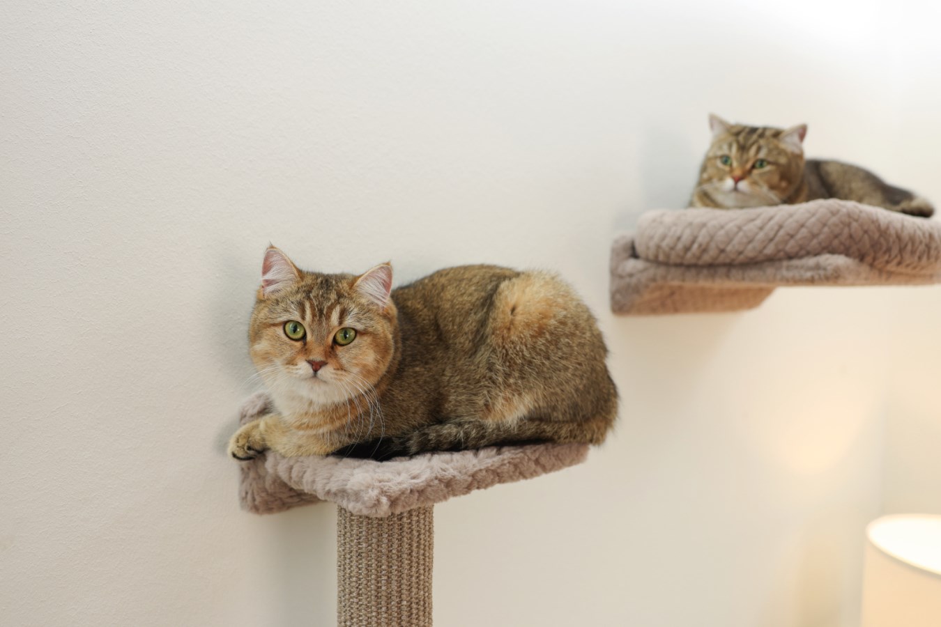 Climbing Wall Monte Alpi,P ... - Albert Kerbl GmbH