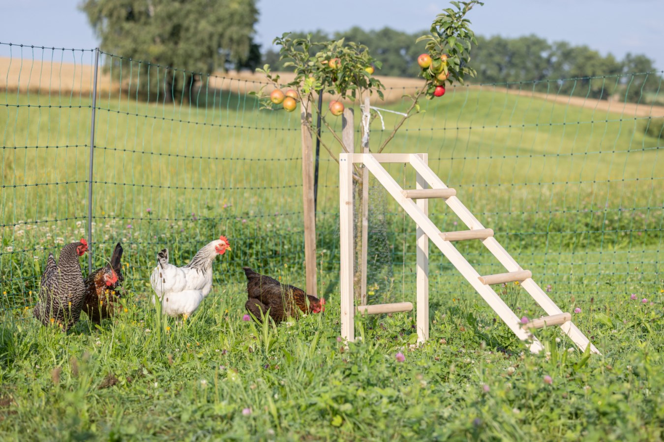 Climbing Tower for Chicken ... - Albert Kerbl GmbH