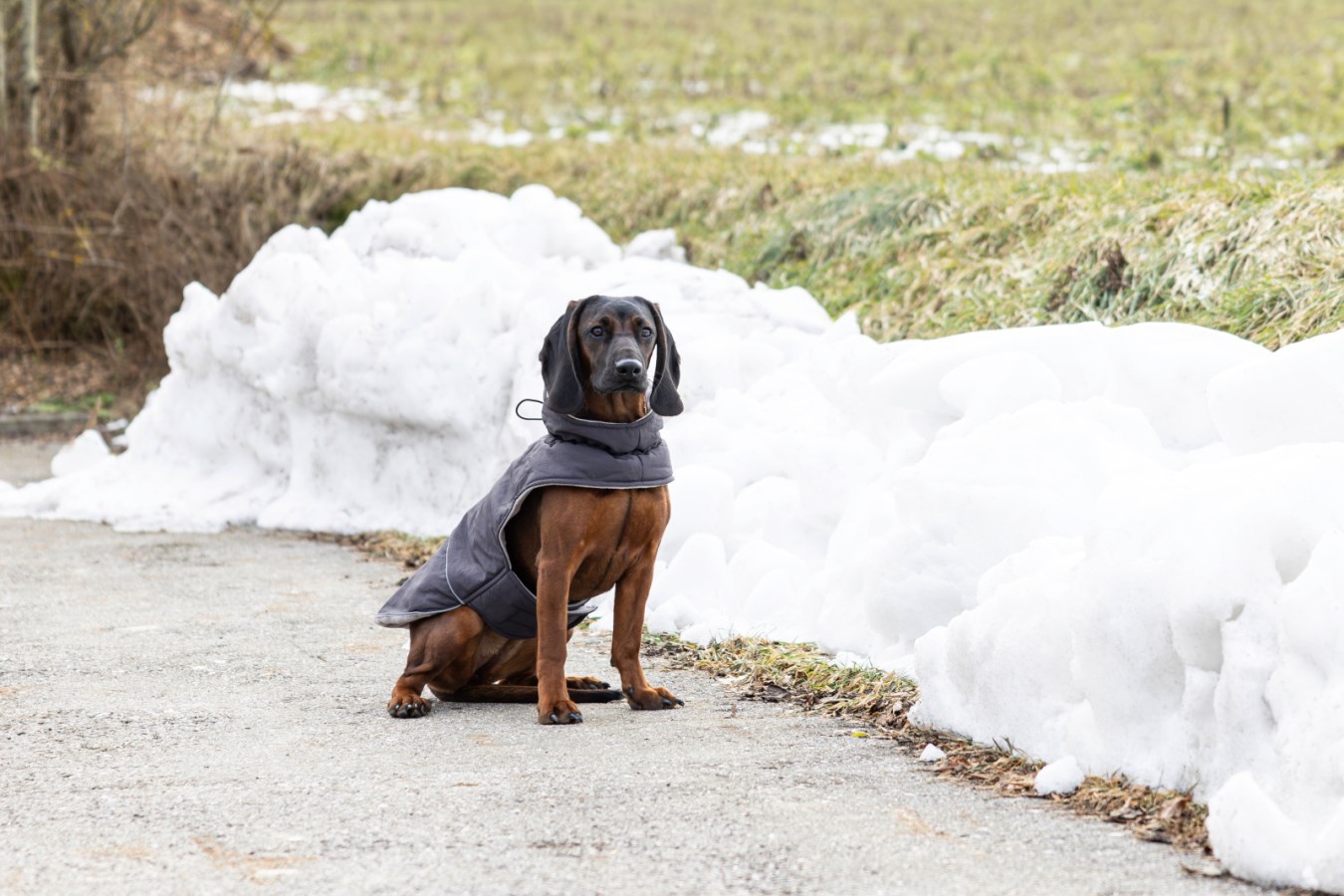 Dog Coat Montreal,Pet,New ... - Albert Kerbl GmbH