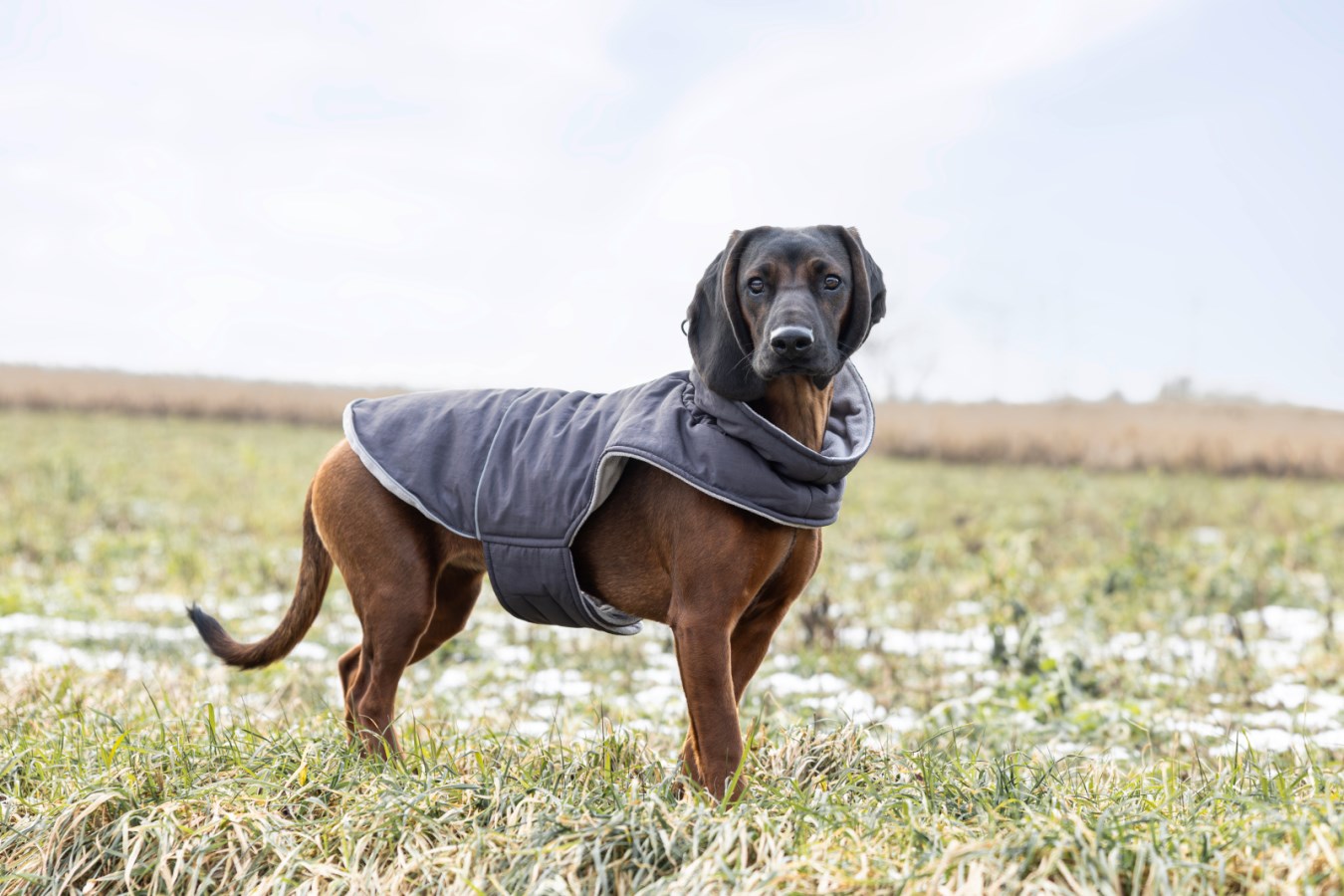 Dog Coat Montreal,Pet,New ... - Albert Kerbl GmbH