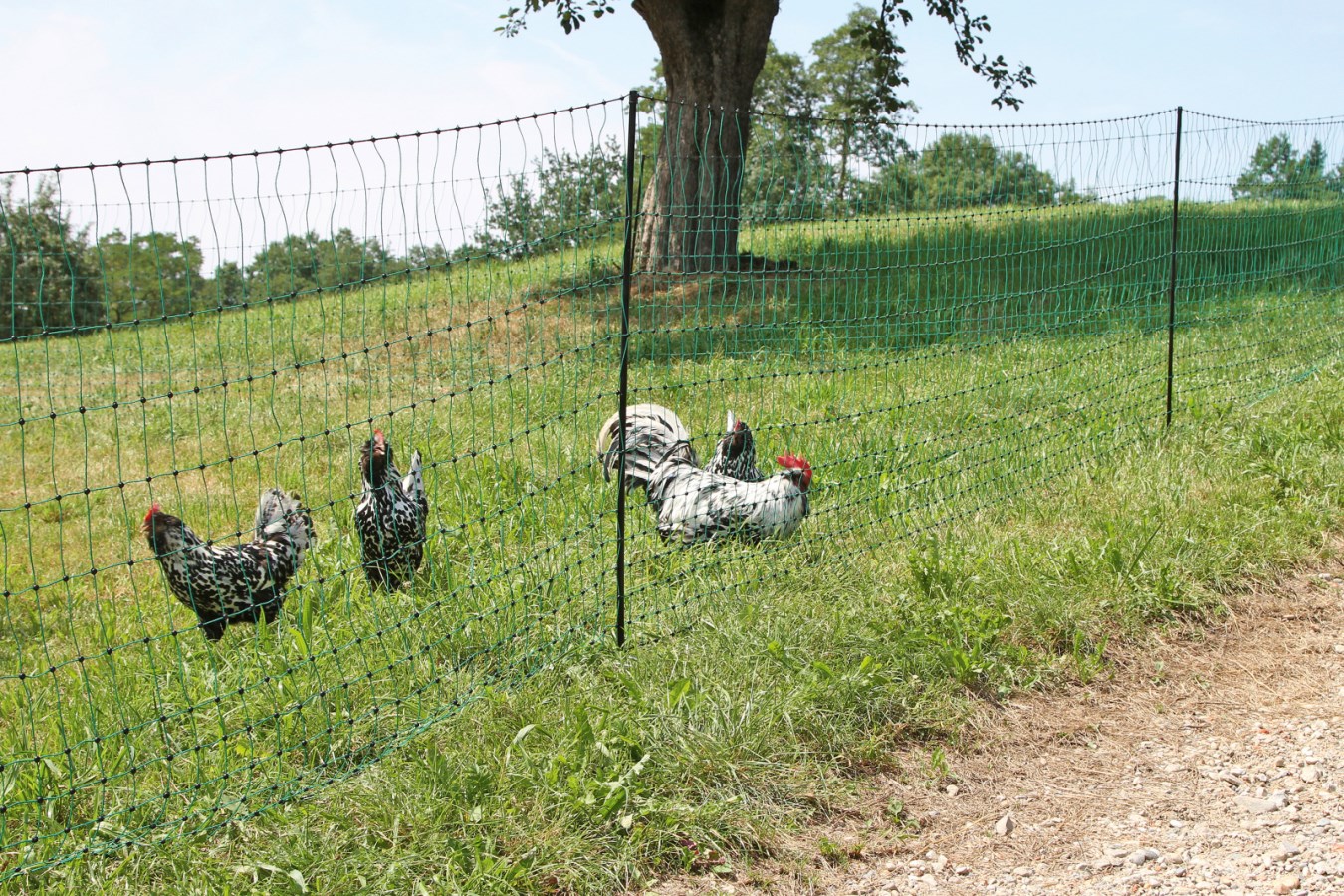 Poultry Netting,Hobby Farm ... - Albert Kerbl GmbH