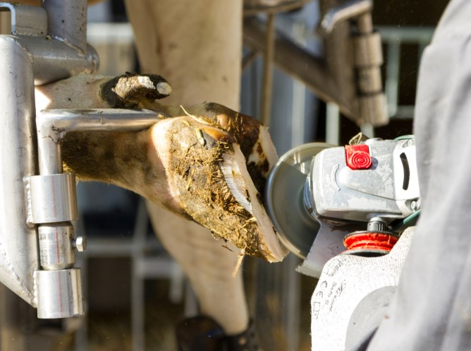 Hoof Cutting Disc,Agricult ... - Albert Kerbl GmbH