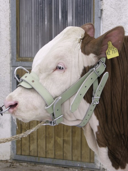 Bull Halter,Agricultural S ... - Albert Kerbl GmbH