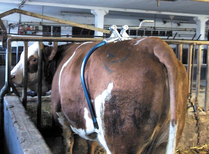 Hip Shackle for Cows Ameri ... - Albert Kerbl GmbH