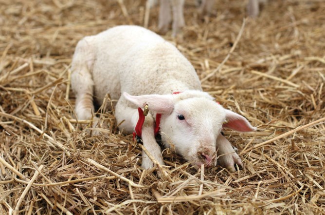 Sheep Restrainer GAMBREL,A ... - Albert Kerbl GmbH