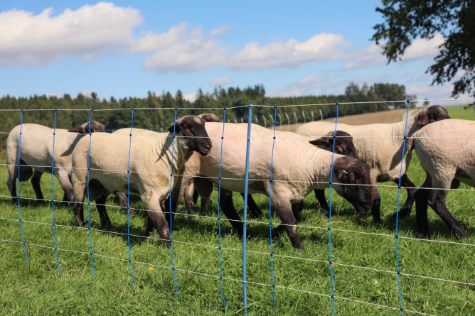 AKO TitanNet Premium Plus, ... - Albert Kerbl GmbH