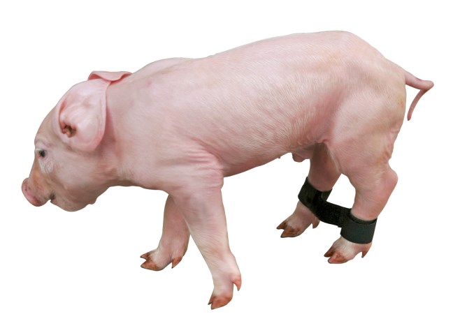 Piglet Splay Leg Tape,Agri ... - Albert Kerbl GmbH