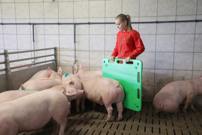 Pig Herding Board,Agricult ... - Albert Kerbl GmbH
