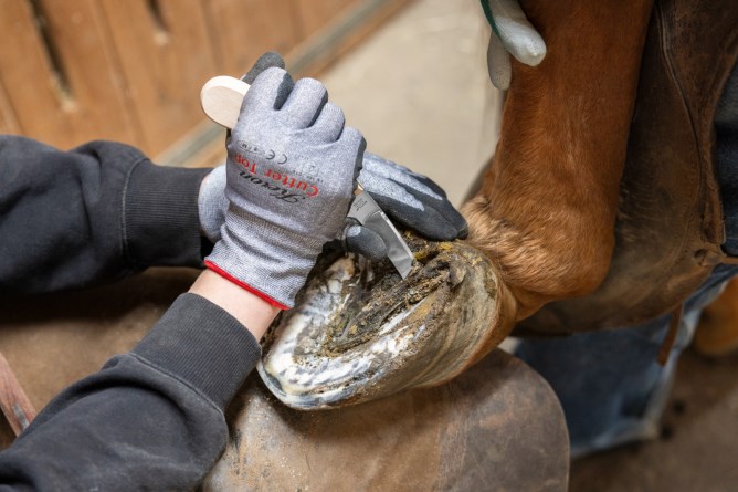 Aesculap Hoof and claw kni ... - Albert Kerbl GmbH