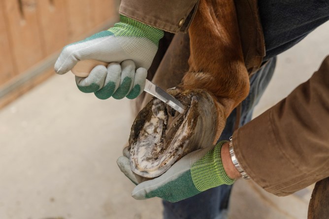 Aesculap Hoof and claw kni ... - Albert Kerbl GmbH