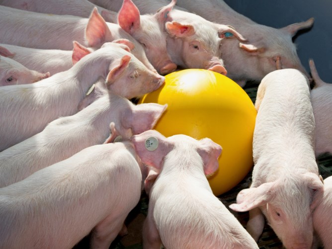 Piglet Ball Anti-Stress,Ag ... - Albert Kerbl GmbH