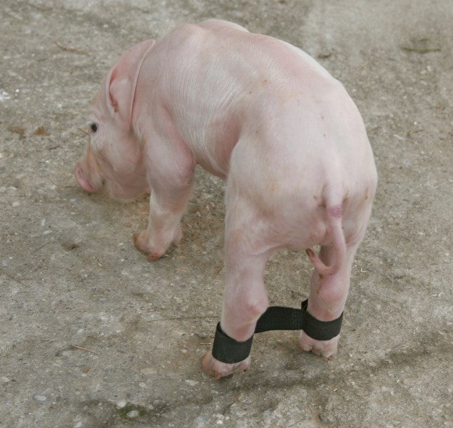 Piglet Splay Leg Tape,Agri ... - Albert Kerbl GmbH